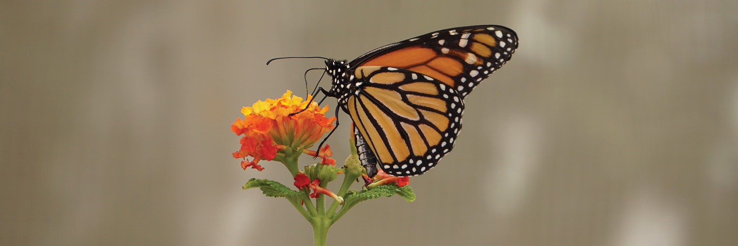 Butterflies, blooms and beauty in PSE&G right-of-ways - Energize!